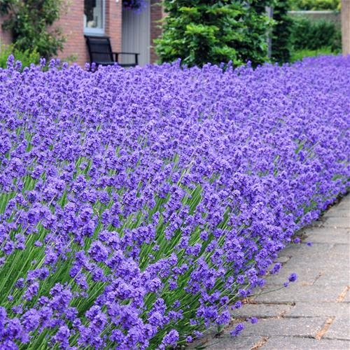 Ligusterhaag planten en verzorgen: 5 tips